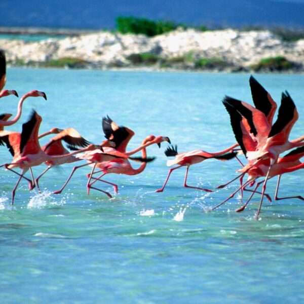 Bonaire Language Guide | What Do They Speak in Bonaire?